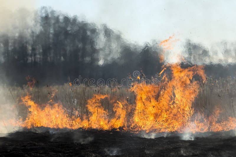 Forest Fire, Burning Grass and Small Trees Stock Image - Image of black ...