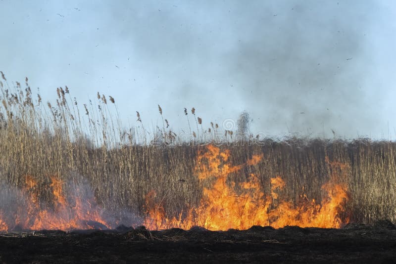 Forest Fire, Burning Grass and Small Trees Stock Image - Image of black ...