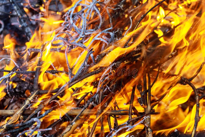 Forest Fire, Burning Grass and Small Trees. Stock Photo - Image of ...