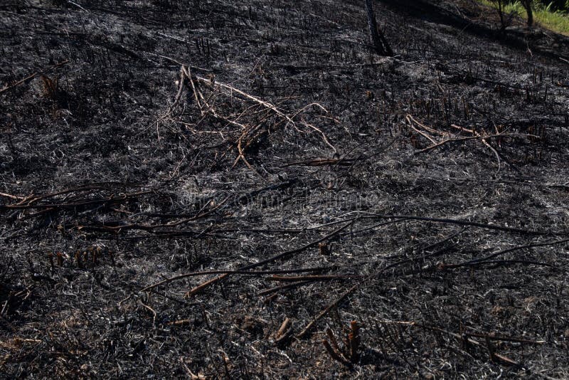 Forest Fire Burning a Lot of Trees.Smoke Field with Ashes after Forest ...