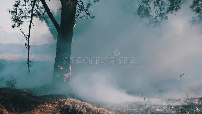 Forest Fire, Burning Pine Tree Trunk Stock Footage - Video of ...