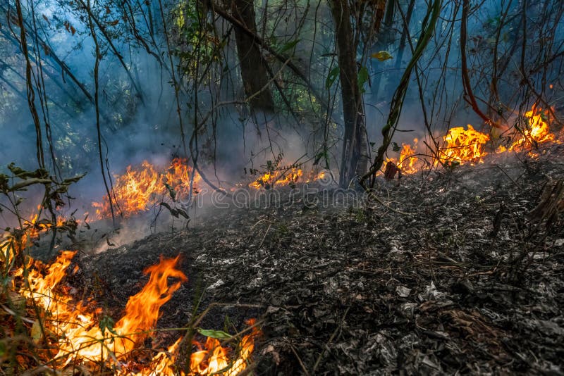 Forest Fire is Burning Primarily As a Surface Fire, Spreading Along the ...
