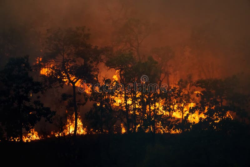 Forest Fire is Burning Primarily As a Surface Fire. Stock Photo - Image ...