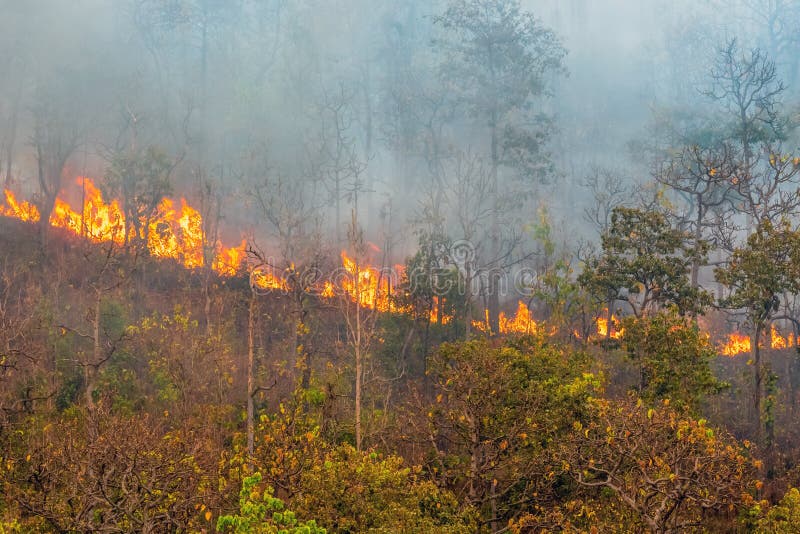 Forest Fire is Burning Primarily As a Surface Fire, Spreading Along the ...
