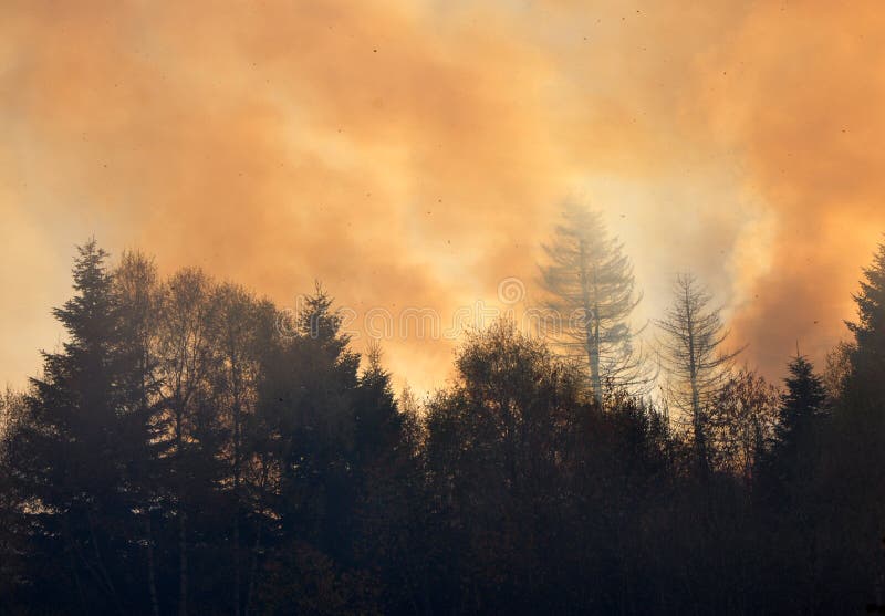 Forest Fire Burning Trees with a Smoke Over the Sky Stock Image - Image ...
