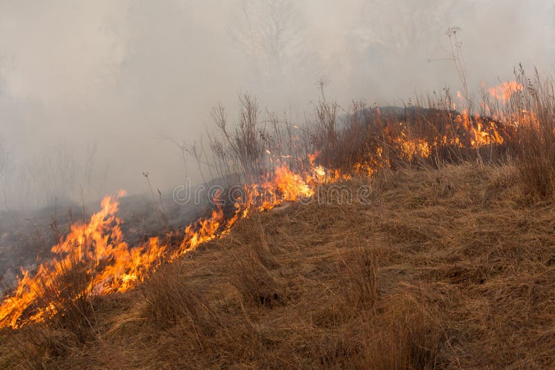 Forest Fire Burning, Wildfire Close Up at Day Time Stock Photo - Image ...