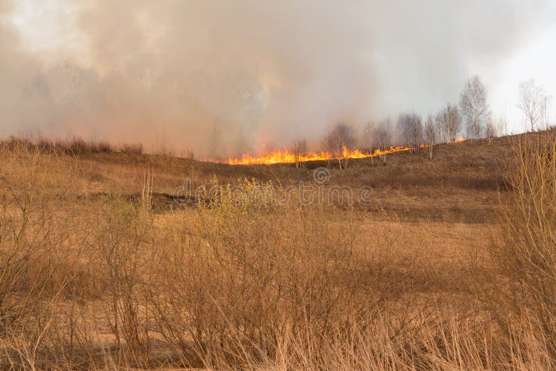 Forest Fire Burning, Wildfire Close Up at Day Time Stock Image - Image ...