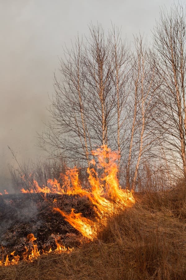 Forest Fire Burning, Wildfire Close Up at Day Time Stock Photo - Image ...