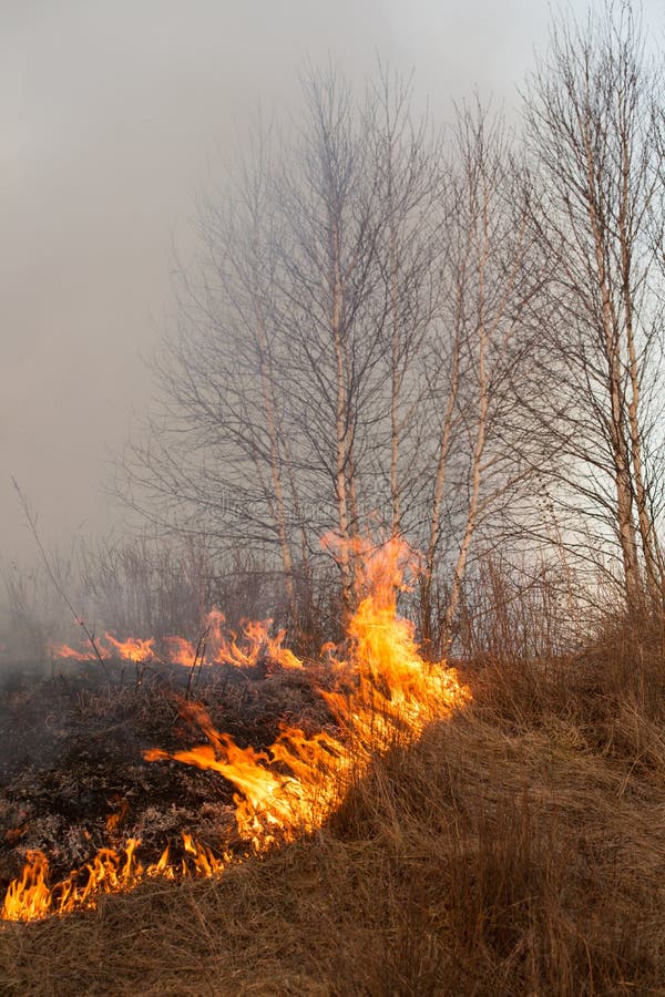 Forest Fire Burning, Wildfire Close Up at Day Time Stock Photo - Image ...