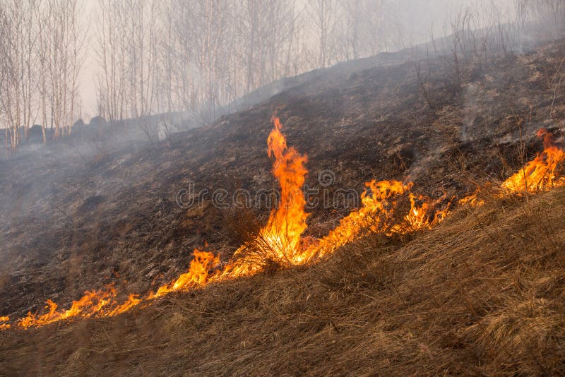 Forest Fire Burning, Wildfire Close Up at Day Time Stock Image - Image ...