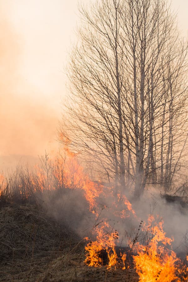 Forest Fire Burning, Wildfire Close Up at Day Time Stock Photo - Image ...