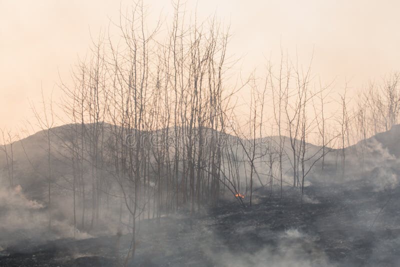 Forest Fire Burning, Wildfire Close Up At Day Time Stock Photo - Image ...