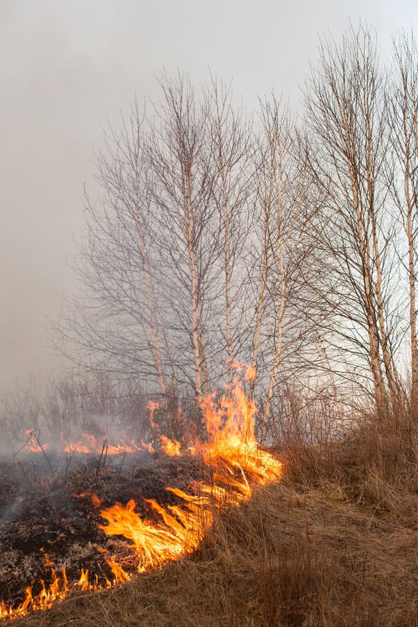Forest Fire Burning, Wildfire Close Up at Day Time Stock Image - Image ...