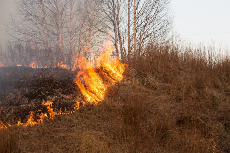 Forest Fire Burning, Wildfire Close Up at Day Time Stock Photo - Image ...