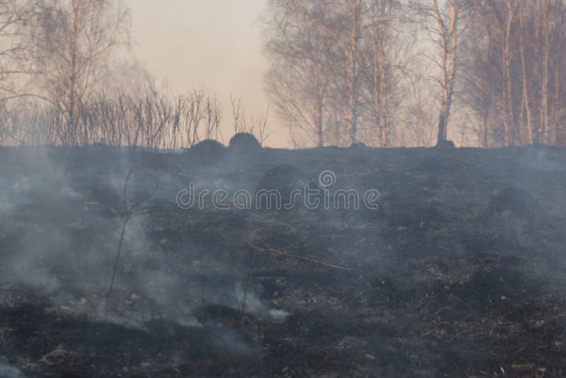 Forest Fire Burning, Wildfire Close Up at Day Time Stock Photo - Image ...