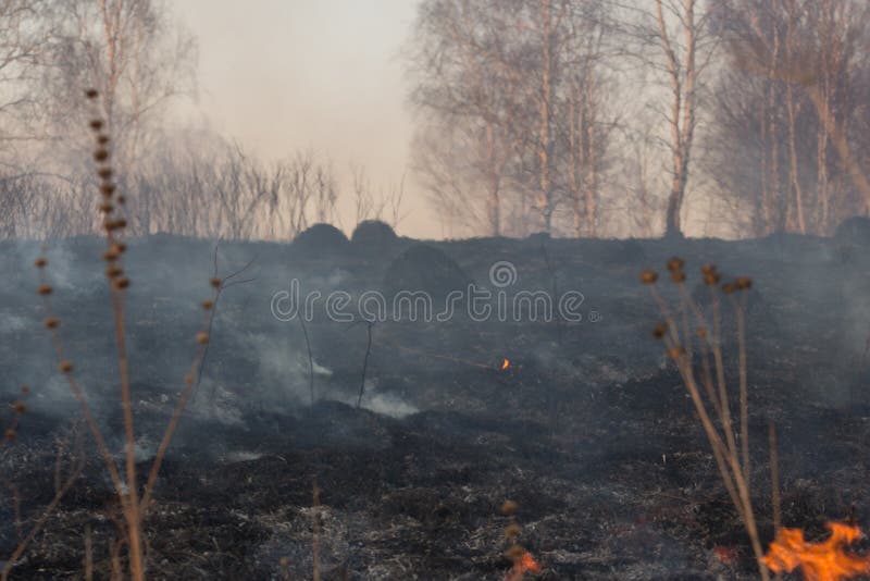 Forest Fire Burning, Wildfire Close Up at Day Time Stock Image - Image ...