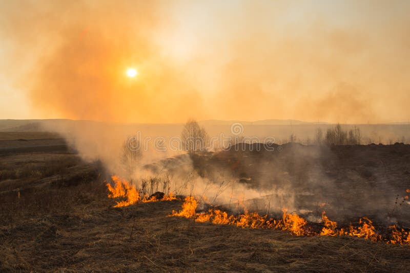 Forest Fire Burning, Wildfire Close Up at Day Time Stock Photo - Image ...