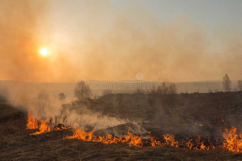 Forest Fire Burning, Wildfire Close Up at Day Time Stock Photo - Image ...
