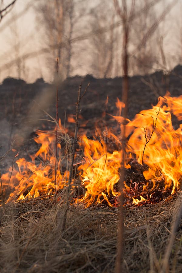 Forest Fire Burning, Wildfire Close Up at Day Time Stock Image - Image ...