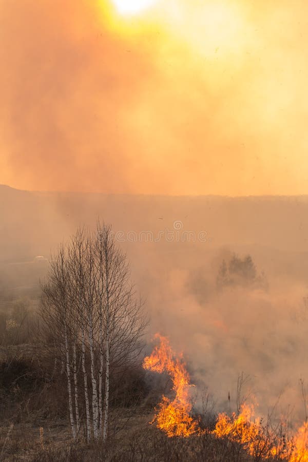 Forest Fire Burning, Wildfire Close Up at Day Time Stock Photo - Image ...