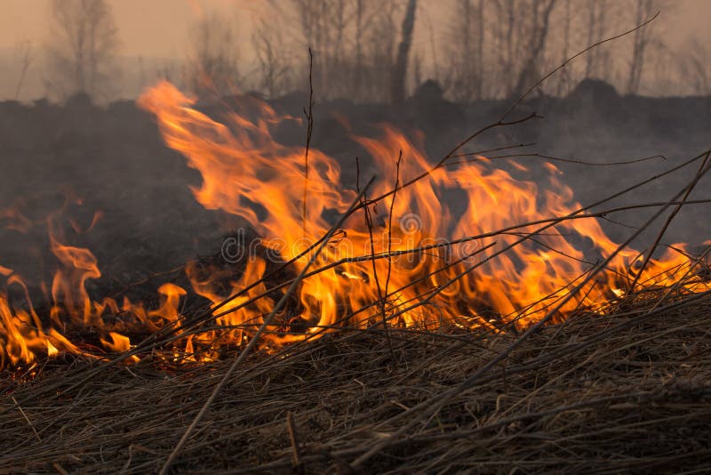 Forest Fire Burning, Wildfire Close Up at Day Time Stock Image - Image ...