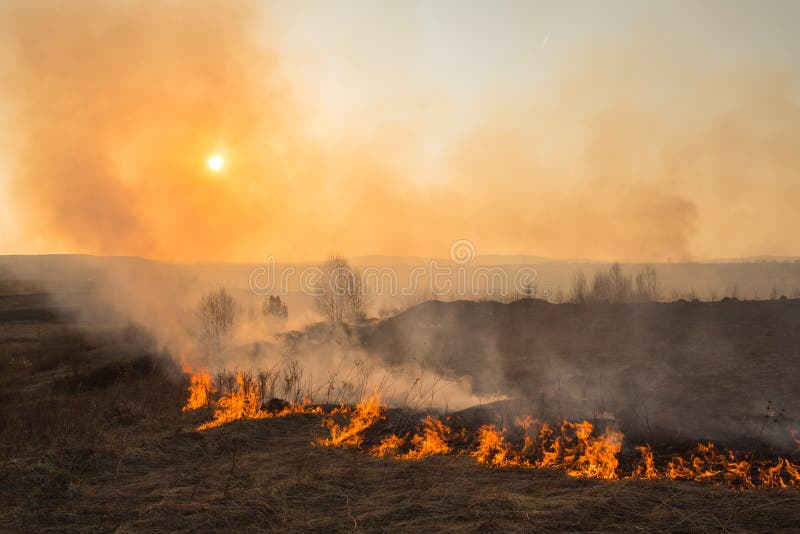 Forest Fire Burning, Wildfire Close Up at Day Time Stock Photo - Image ...