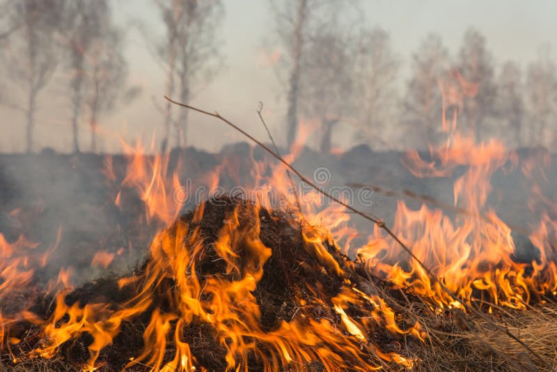 Forest Fire Burning, Wildfire Close Up at Day Time Stock Image - Image ...
