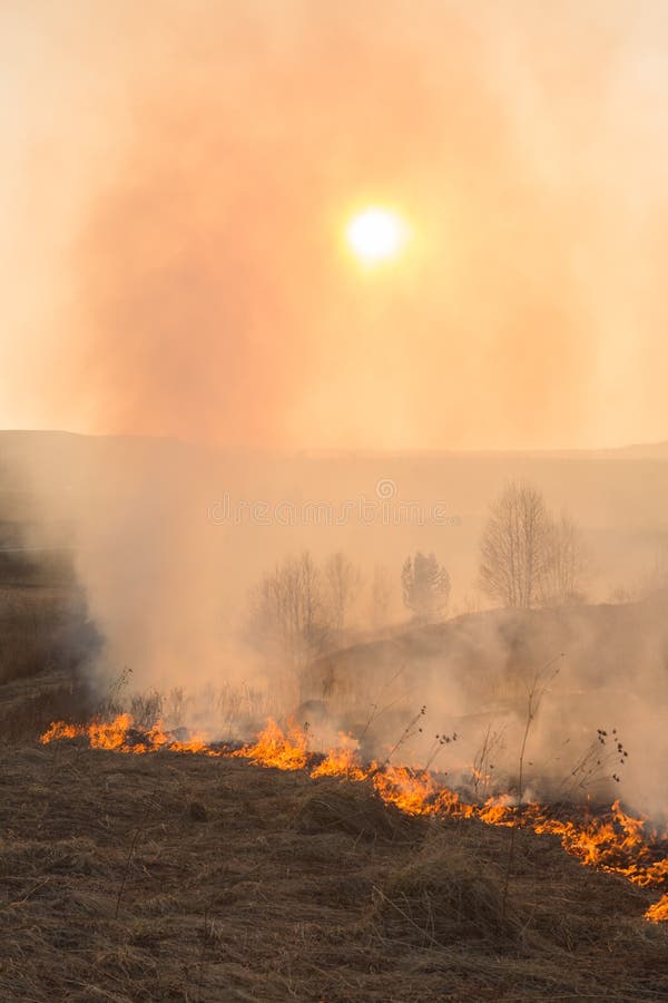 Forest Fire Burning, Wildfire Close Up at Day Time Stock Image - Image ...
