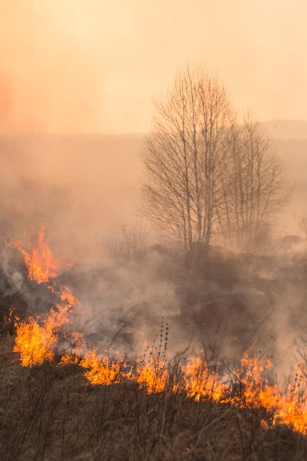 Forest Fire Burning, Wildfire Close Up at Day Time Stock Photo - Image ...