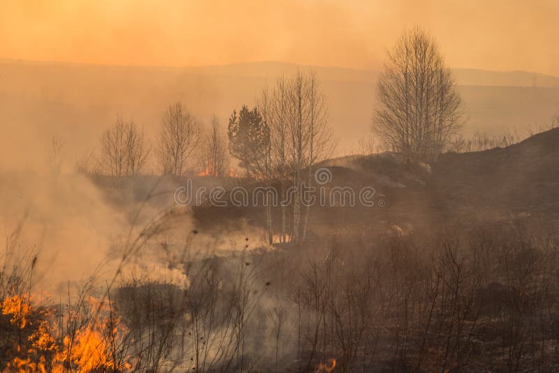 Forest Fire Burning, Wildfire Close Up at Day Time Stock Image - Image ...