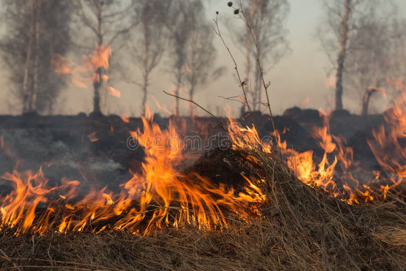Forest Fire Burning, Wildfire Close Up at Day Time Stock Photo - Image ...