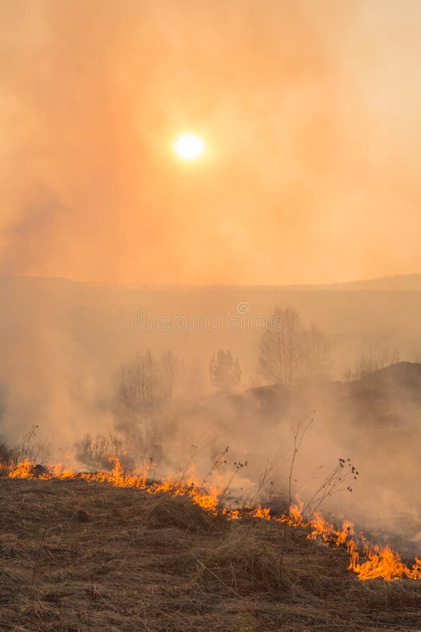Forest Fire Burning, Wildfire Close Up at Day Time Stock Image - Image ...