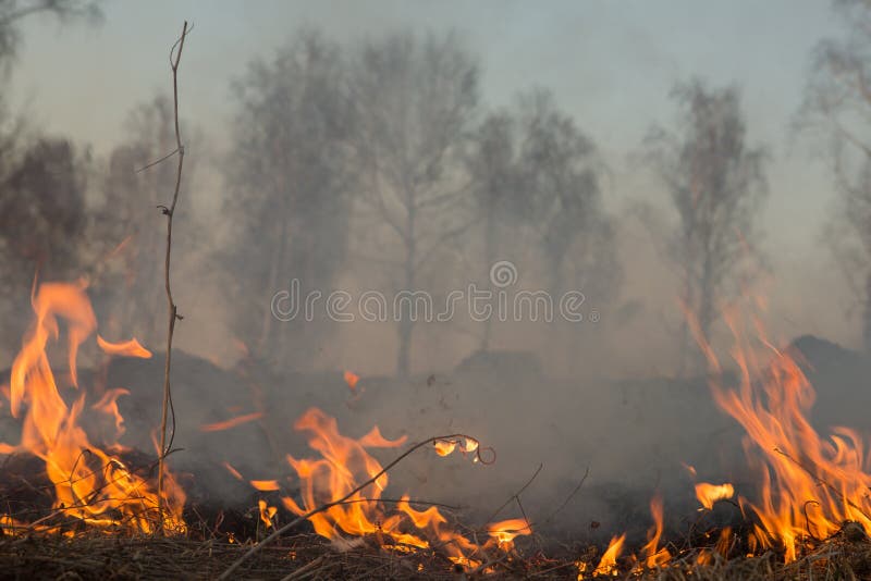 Forest Fire Burning, Wildfire Close Up at Day Time Stock Photo - Image ...