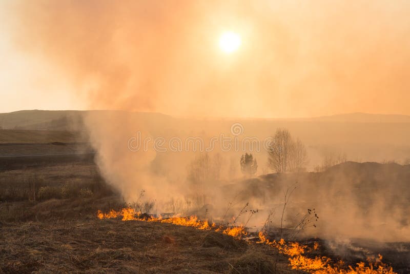 Forest Fire Burning, Wildfire Close Up at Day Time Stock Image - Image ...