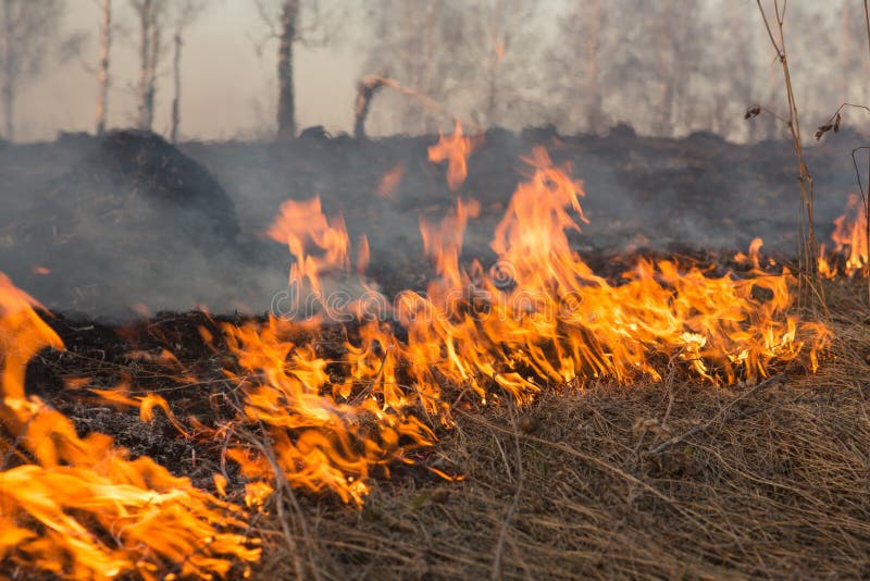 Forest Fire Burning, Wildfire Close Up at Day Time Stock Image - Image ...