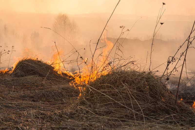 Forest Fire Burning, Wildfire Close Up at Day Time Stock Photo - Image ...