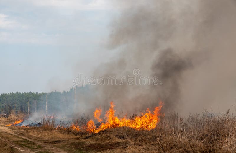 Forest Fire Burning, Wildfire Close Up at Day Time Stock Photo - Image ...