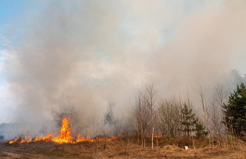 Forest Fire Burning, Wildfire Close Up at Day Time Stock Photo - Image ...