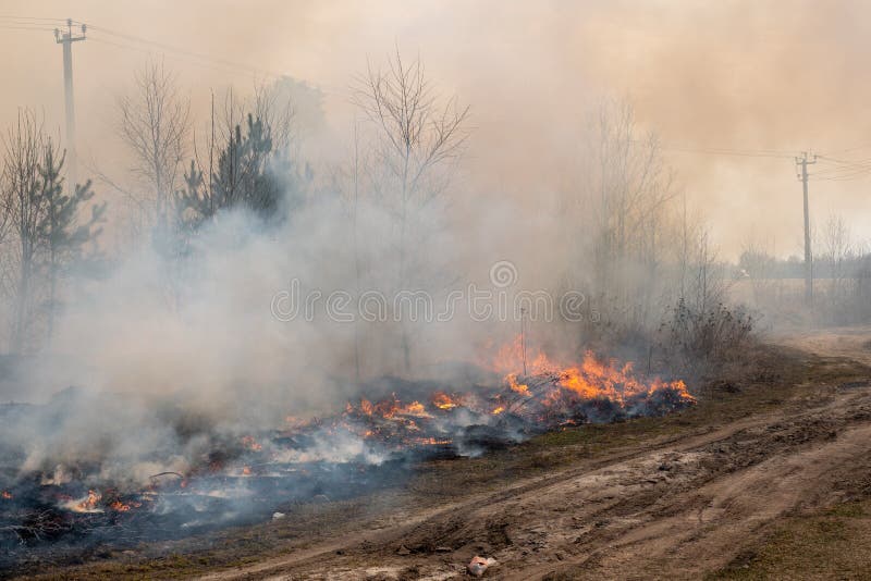 Forest Fire Burning, Wildfire Close Up at Day Time Stock Photo - Image ...