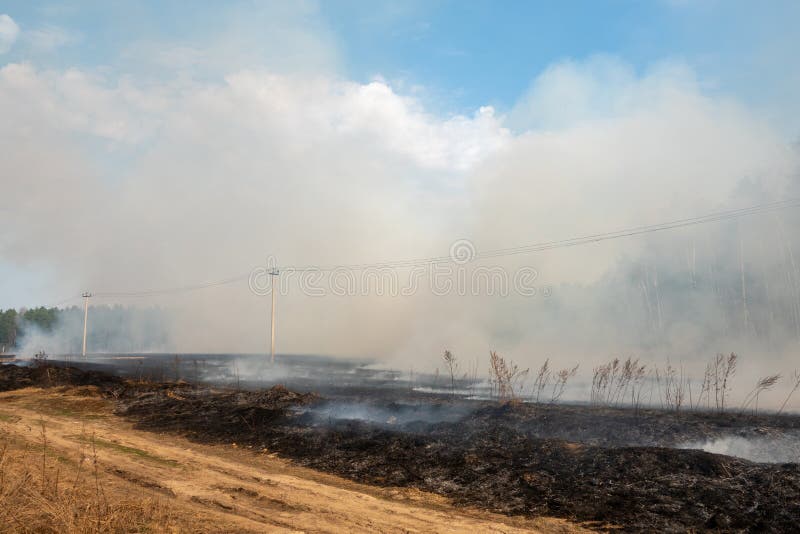 Forest Fire Burning, Wildfire Close Up at Day Time Stock Photo - Image ...