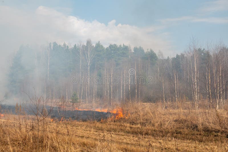 Forest Fire Burning, Wildfire Close Up at Day Time Stock Photo - Image ...