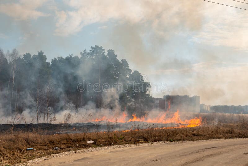 Forest Fire Burning, Wildfire Close Up at Day Time Stock Photo - Image ...