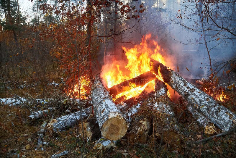 Forest Fire Burning, Wildfire Stock Image - Image of natural, climate ...