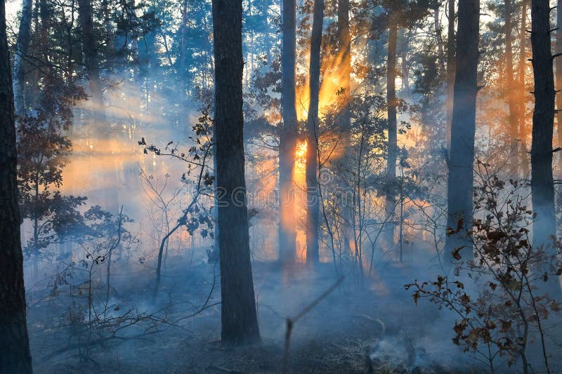 Forest Fire Burning, Wildfire Stock Photo - Image of heat, environment ...
