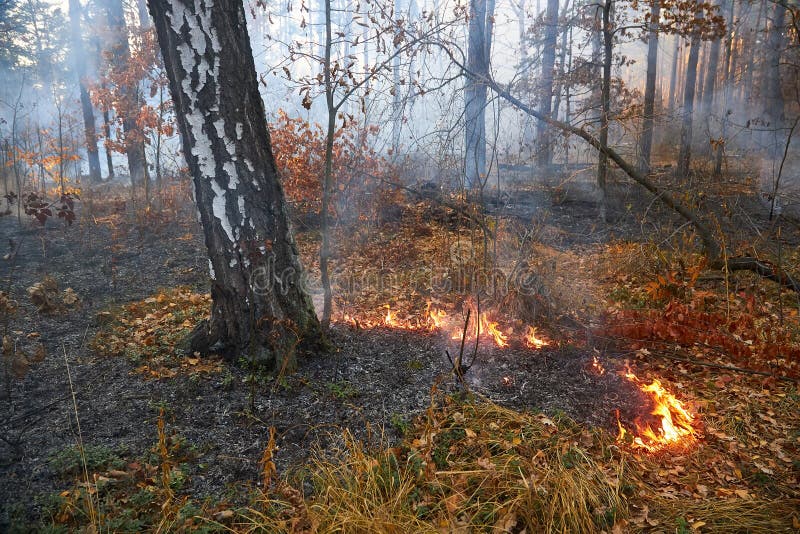 Forest Fire Burning, Wildfire Stock Photo - Image of night, ground ...
