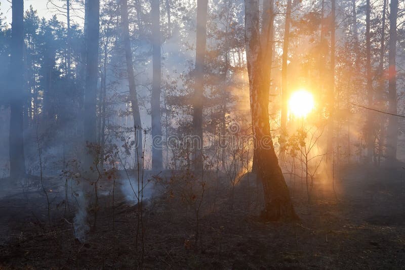Forest Fire Burning, Wildfire Stock Image - Image of climate, wild ...