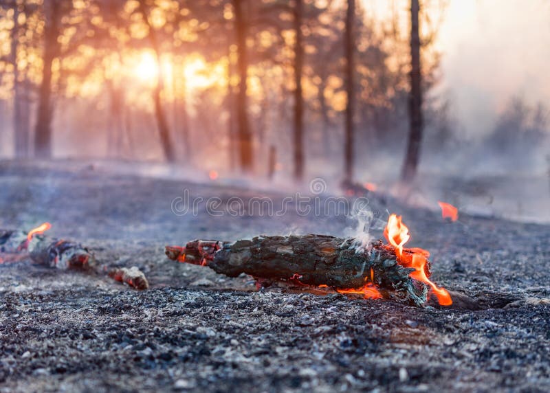 Forest Fire Burning, Wildfire Close Up at Day Time. Stock Photo - Image ...