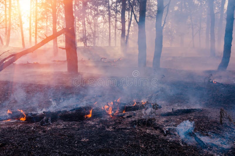 Forest Fire Burning, Wildfire Close Up at Day Time. Stock Image - Image ...