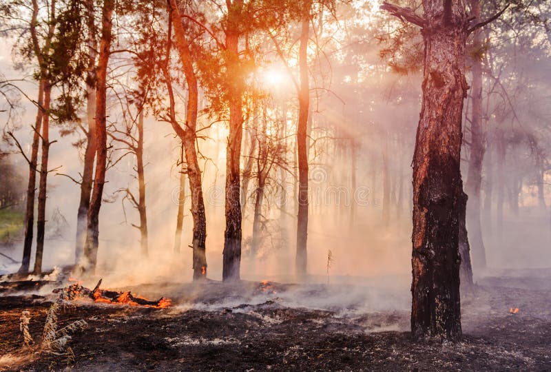 Forest Fire Burning, Wildfire Close Up at Day Time. Stock Photo - Image ...
