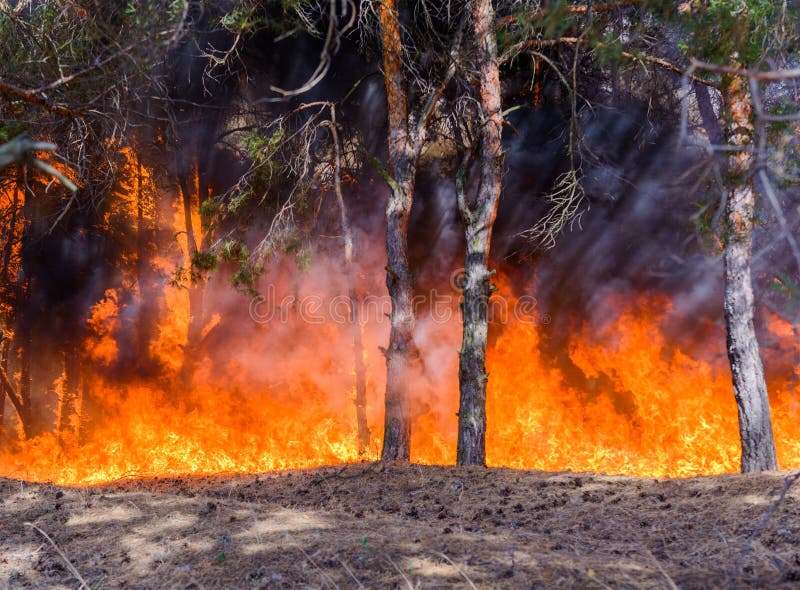 Forest Fire Burning, Wildfire Close Up at Day Time. Stock Image - Image ...